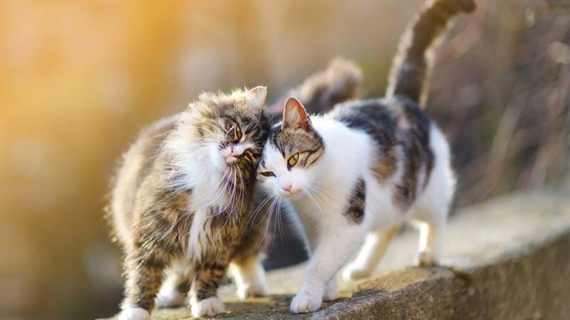 Festa del Gatto: ecco le città più "gattare" d'Italia | InItalia